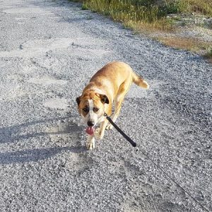 Tudor dogs - The Tudor Society