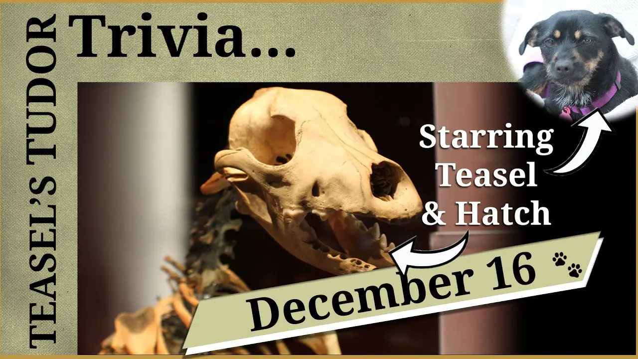Teasel's Tudor Trivia - 16 December - The Mary Rose's dog - The Tudor ...