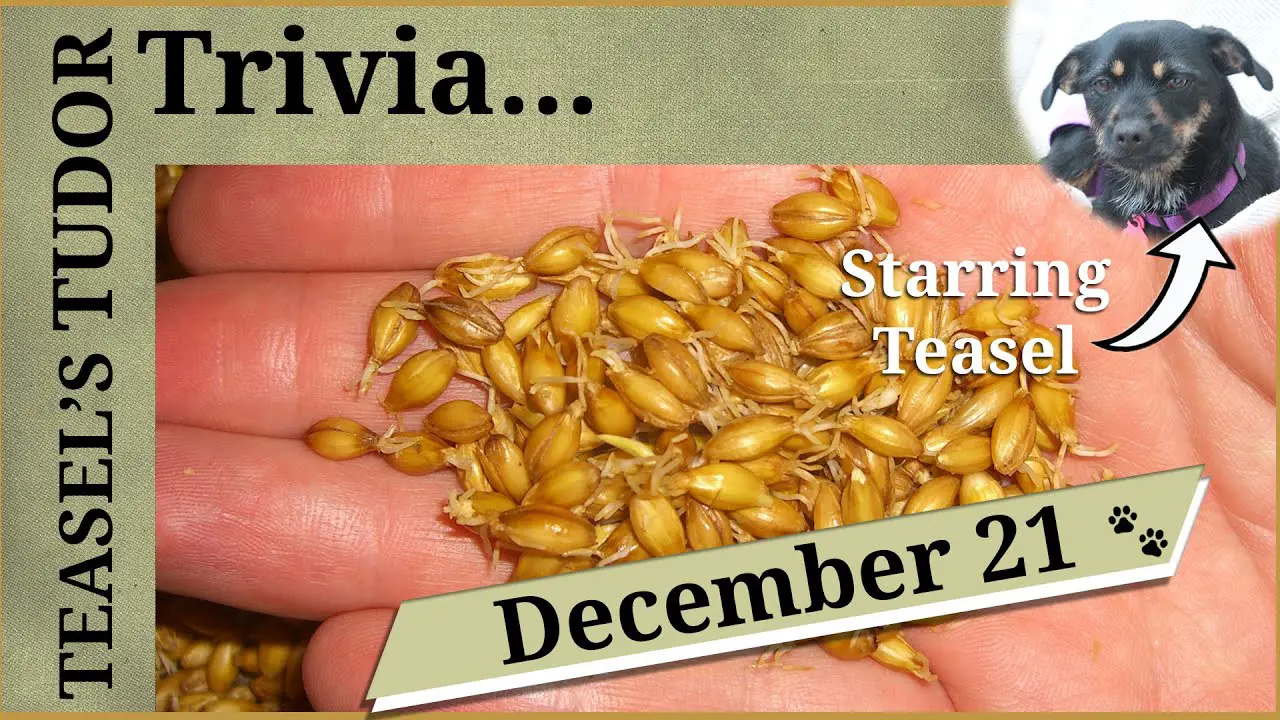 21 December - Tudor ale - The Tudor Society